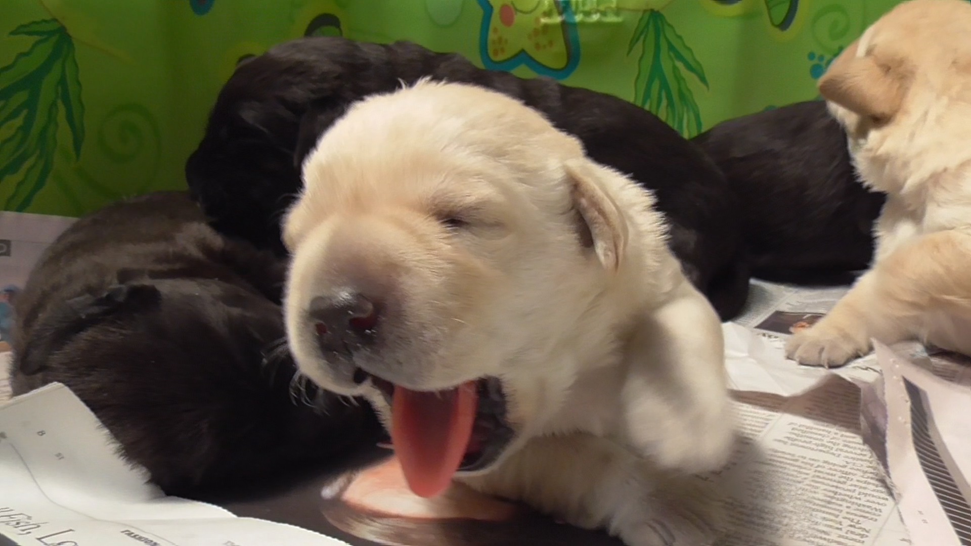 Movie: Pick of the Litter - Travels With JB